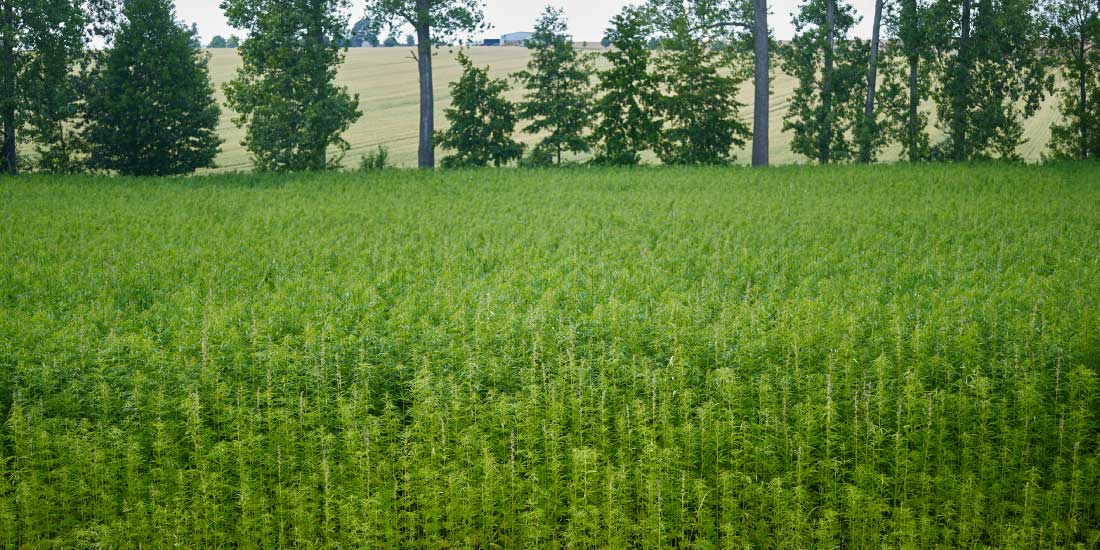 The Amazing Versatility of Industrial Hemp